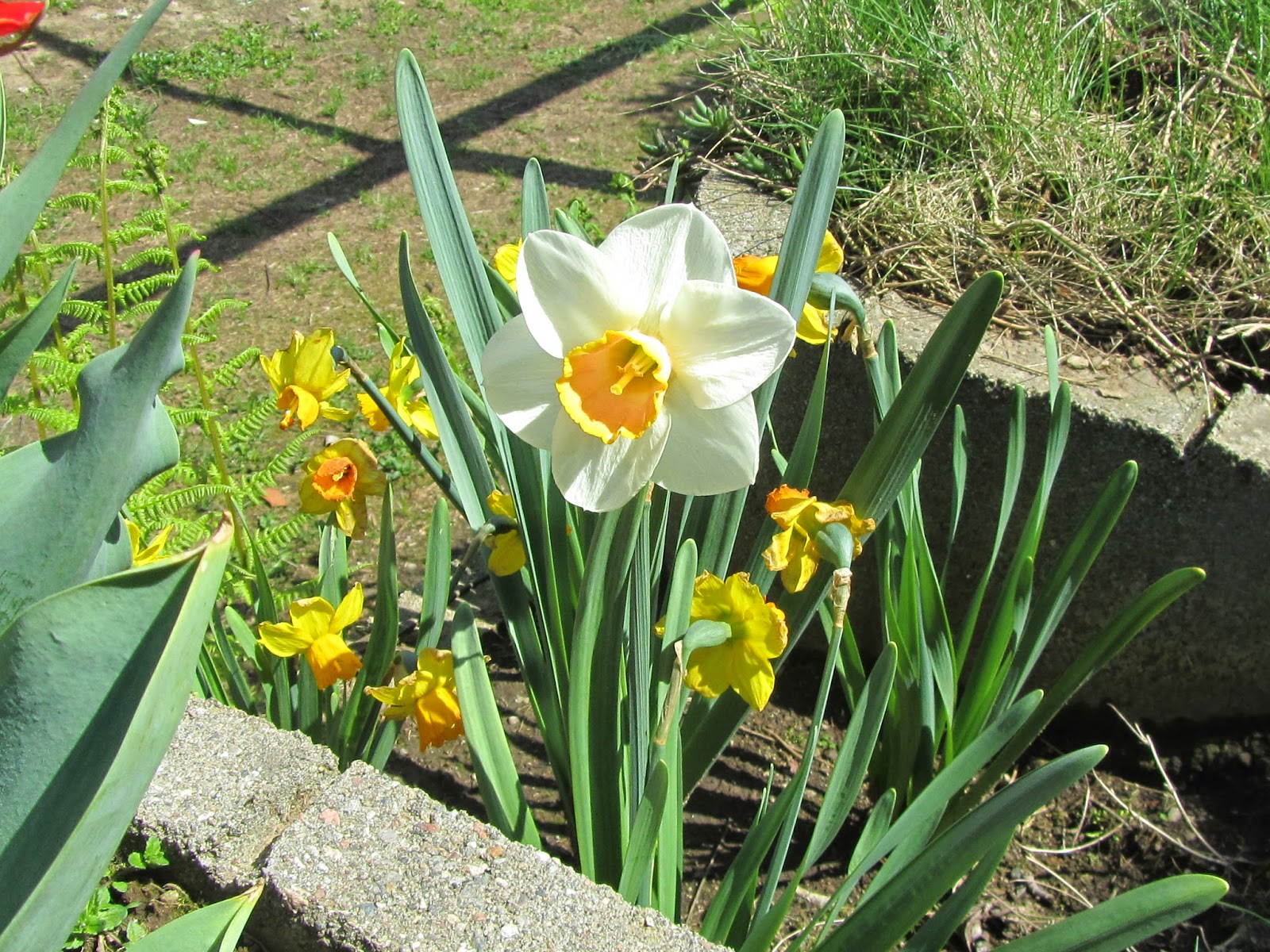 Narcissus (Narcisi) e il Risveglio della Primavera, Come Piantarli ...