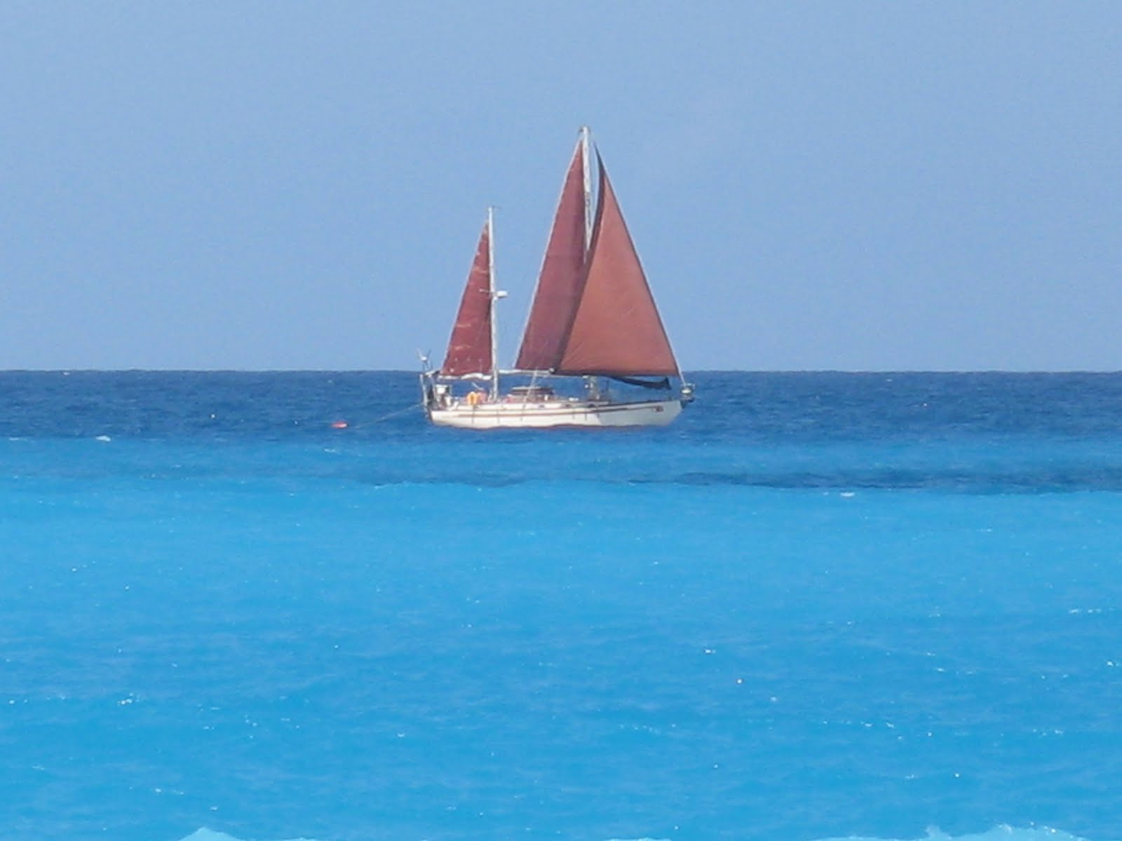 Jurnal de gradina: Corabii