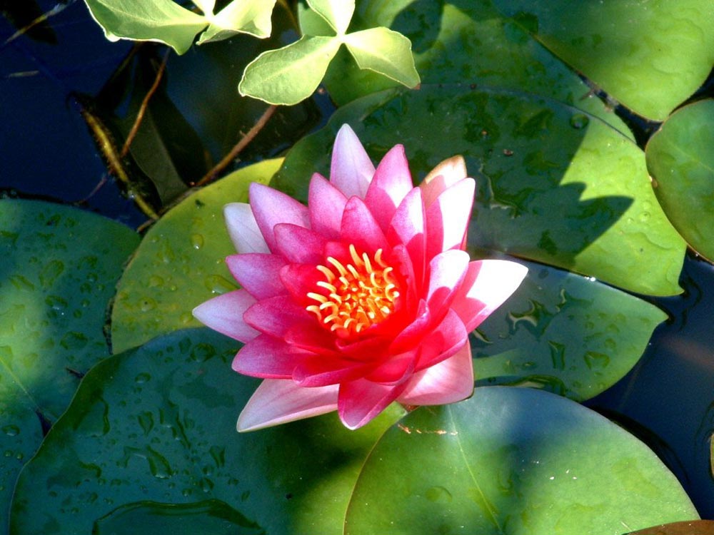 Flores Ornamentais Online