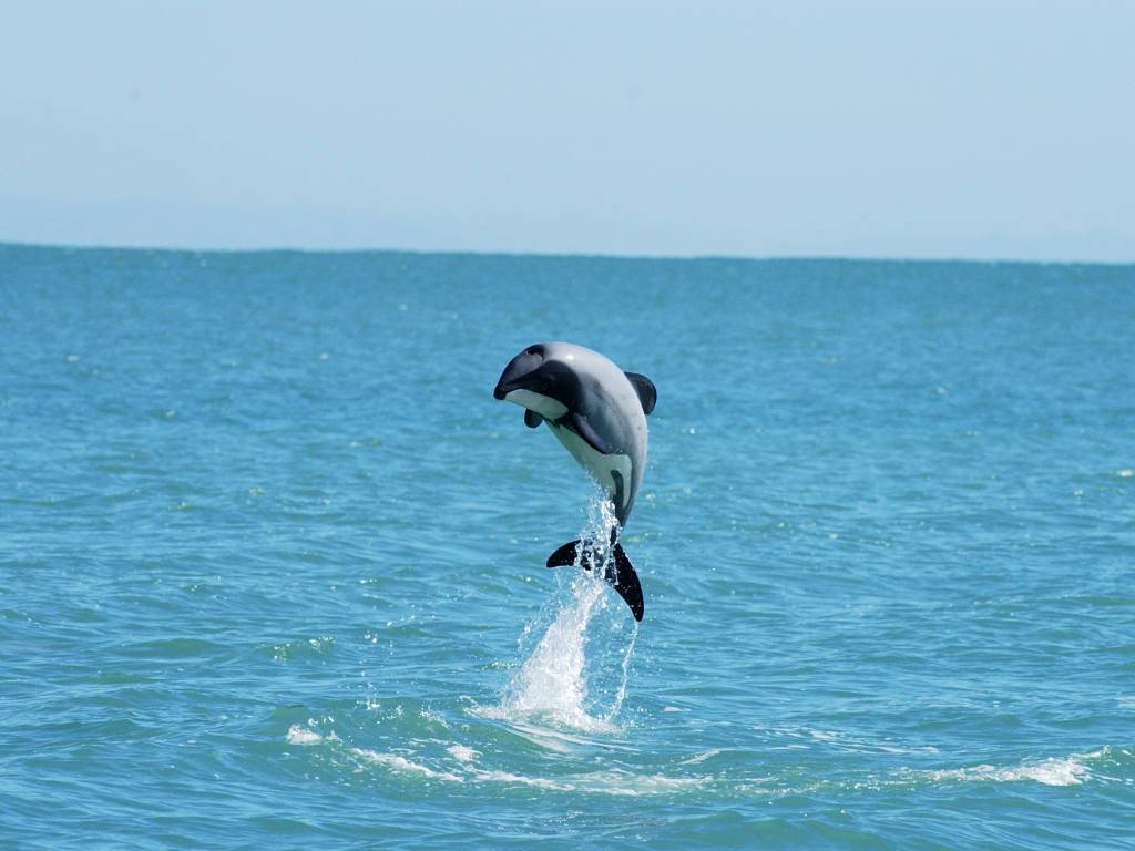 Beautiful Dolphin Wallpapers