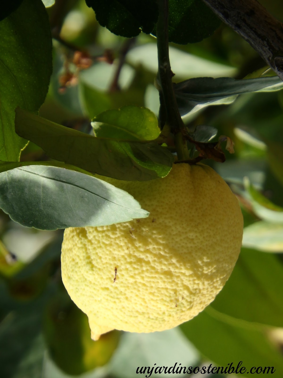 Citrus Limón (Limonero) Los Cítricos y sus cuidados.