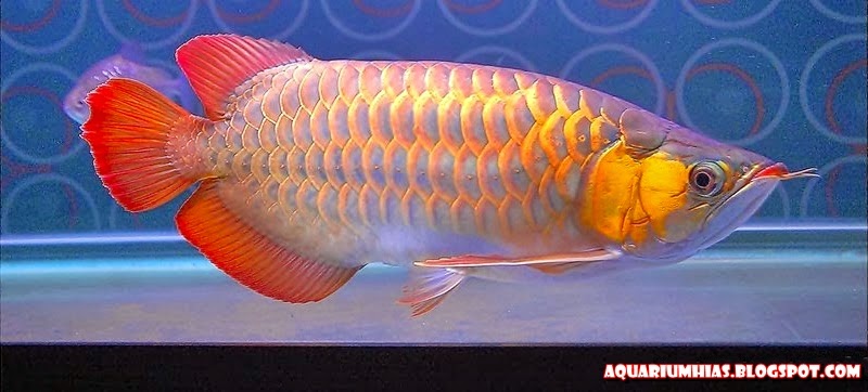 Jenis dan Tipe Arwana Super Red ~ Dunia Air