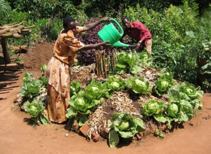 Keyhole Gardens: An Excellent Way to Grow Food in Dry Areas