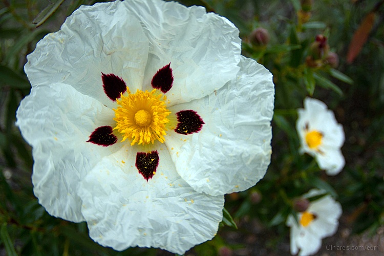 As Malas da Bi: Pregador "Esteva"