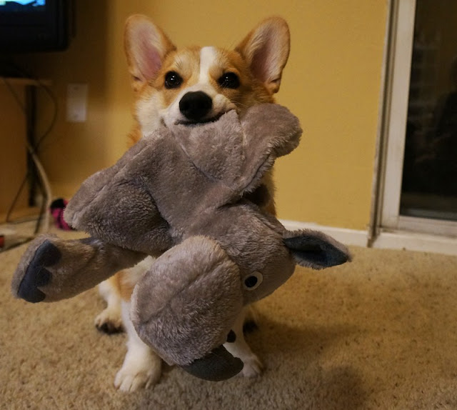 Cutest corgi ever? Meet Corgnelius (20 pics) | Amazing Creatures