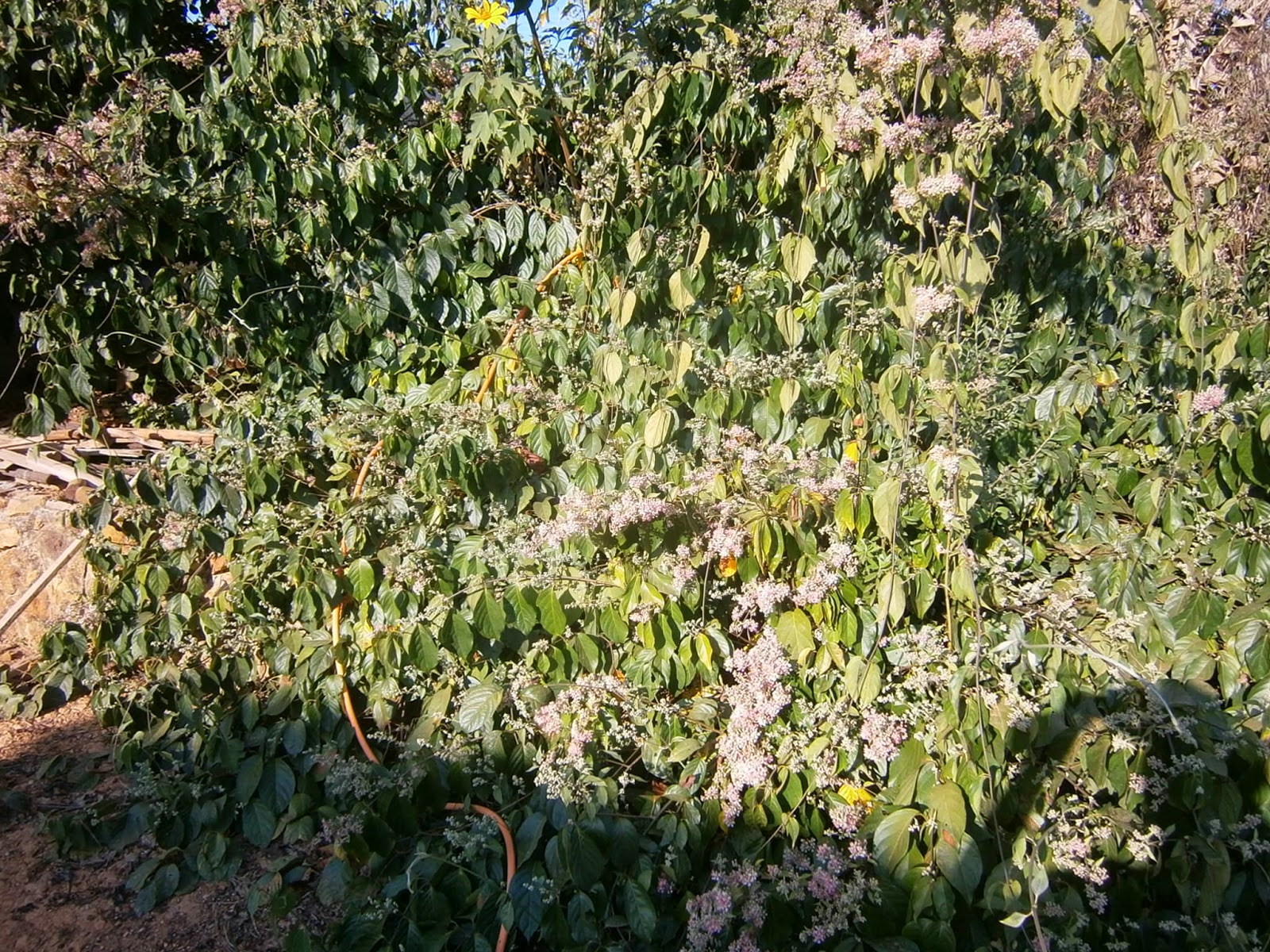 Zelando pela Chacrona e pelo Jagube: Segunda Floração do Jagube! Parte 2