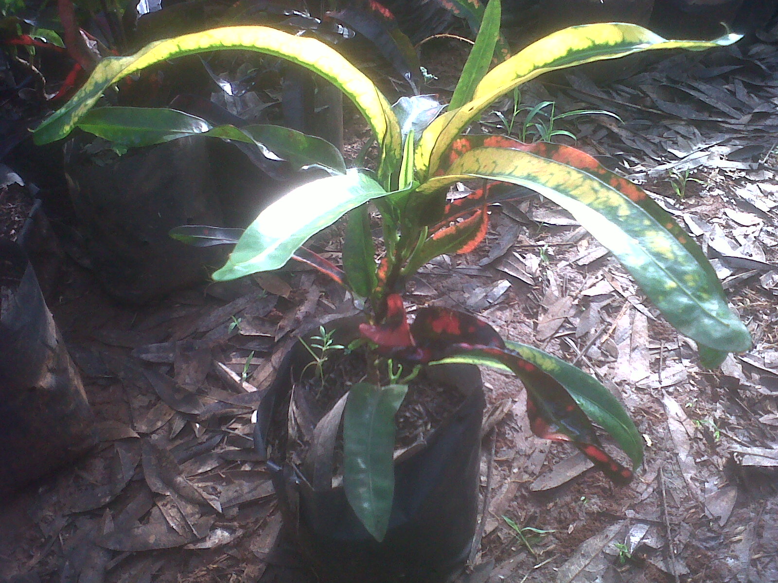 Gapoktan Permata: Jual Tanaman Hias