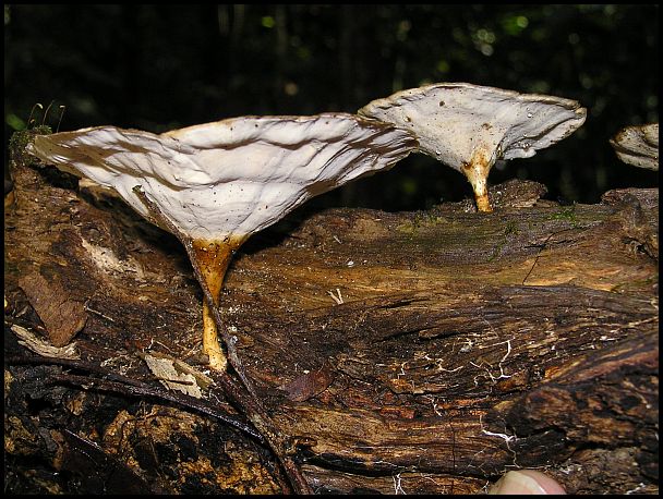 Australian Fungi - A Blog: #53 Microporus xanthopus