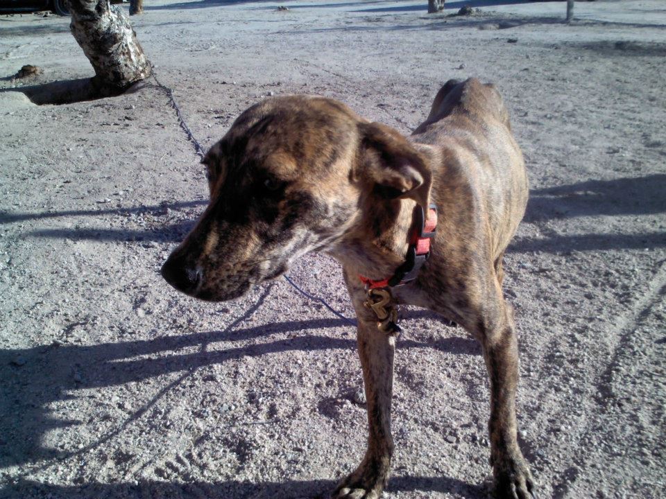 Globe Dater: Baja Dogs Go North and Baja Dog Rescue