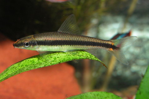 Flying Fox ~ Aquatic Animals