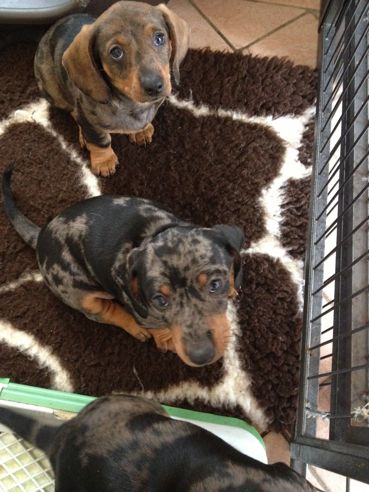 BASSOTTI MA NON TROPPO: 48° GIORNO - A SPASSO COL BAU BAU (parte 2)