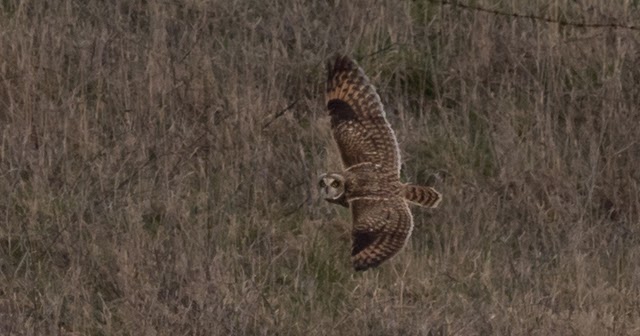 Portland Bird Observatory and Field Centre: 7th February