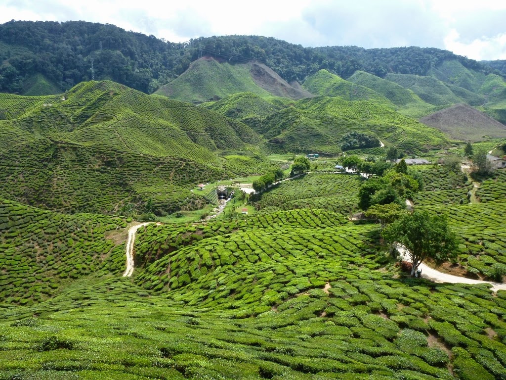 Aux quatre coins du monde: CAMERON HIGHLANDS - TAMAN NEGARA