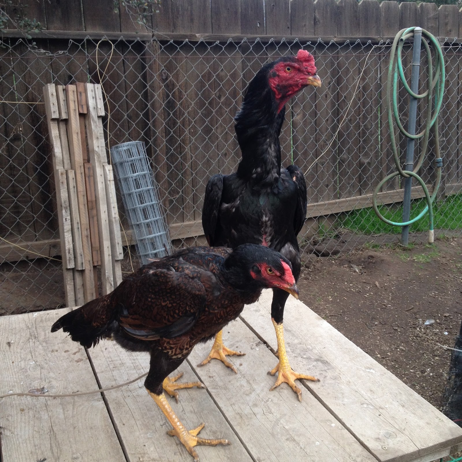 Shamo Game Fowl Photos | Raja Asil