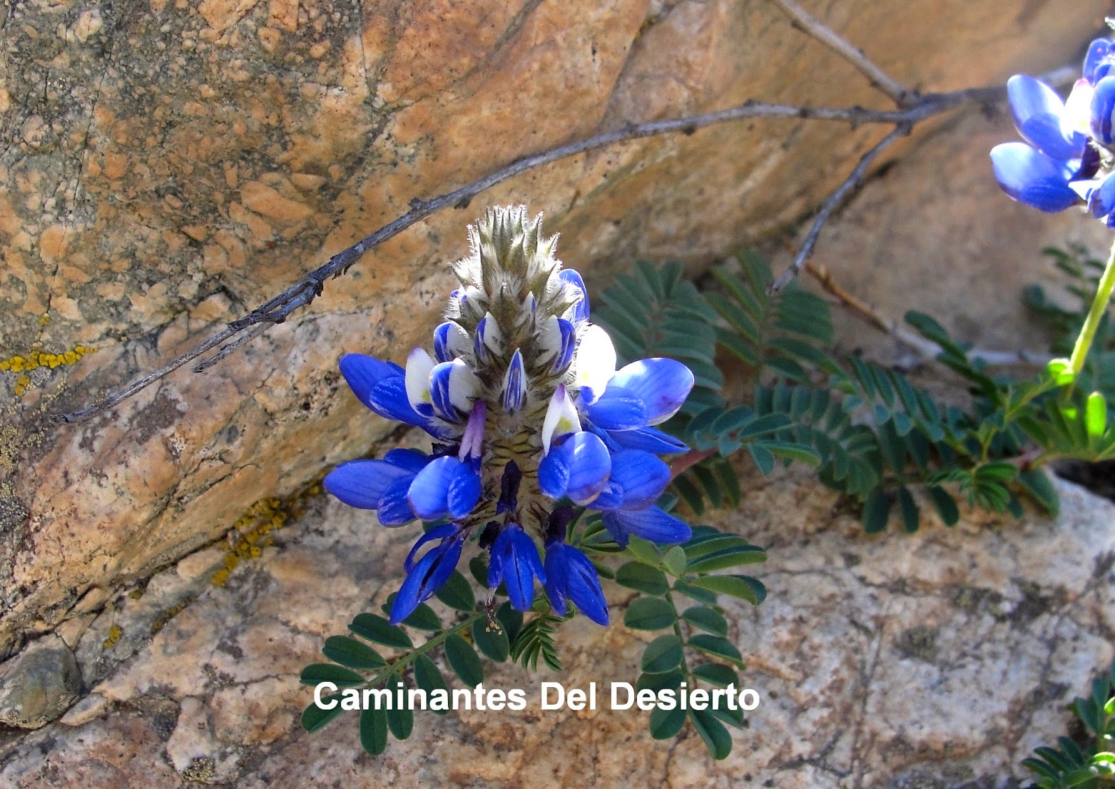 Caminantes del Desierto: EN BUSCA DE LA DALEA AZUREA.