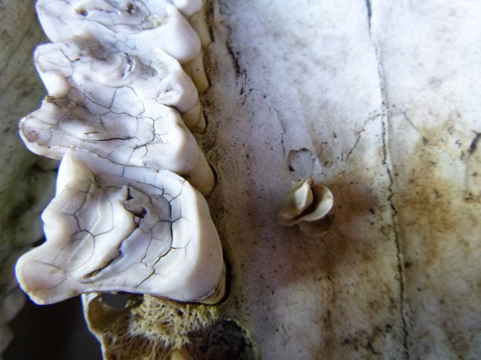 The 1,000-Mile Great Lakes Adventures: Moose...in a Jar??