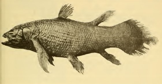 The Study: The Eureka Event of the Four-Legged Fish