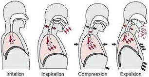 teknik batuk efektif dan manfaatnya
