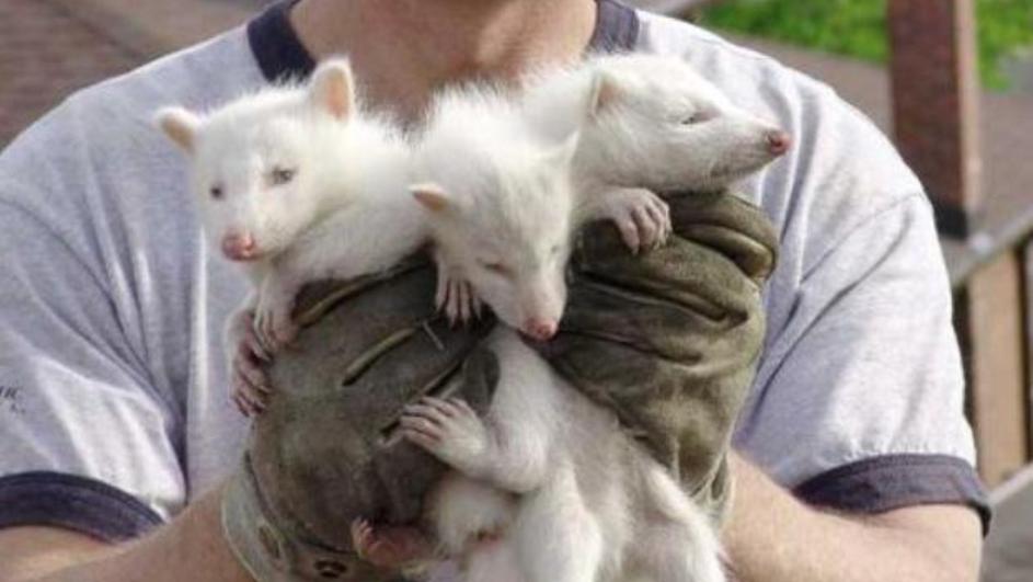 RAKUNI ( RACCOON ),predivni i nestašni rakuni uveseljavaju nas svojim ...