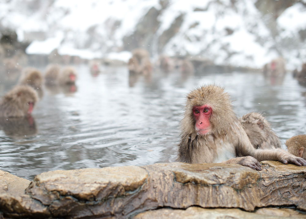Photos by Busy B: japan day 2 -- snow monkey pool party