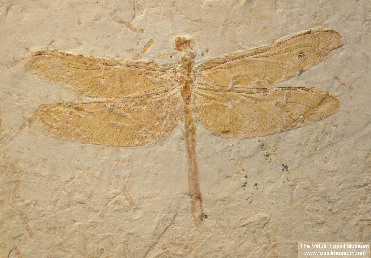 Blog De Cfb dos alunos Cecília, Tarta, Barbat, Tiago, Nathan e Corrêa ...