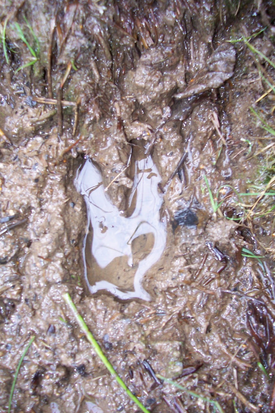 BUZZARD BUSHCRAFT: Following Fallow