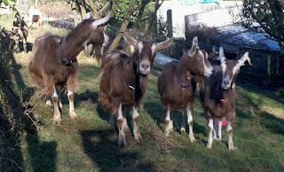 Mary's Milk Monsters: Elsa's Goats