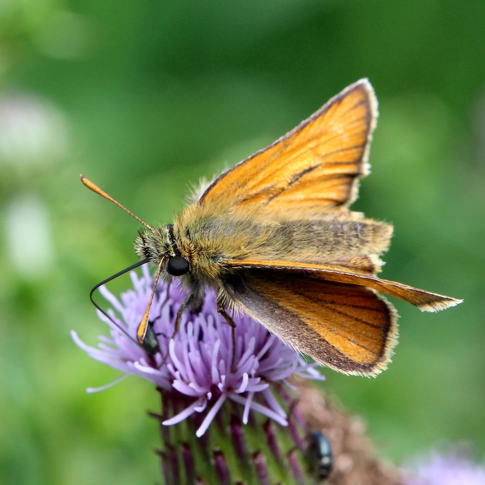 TrogTrogBlog: Small and large skippers