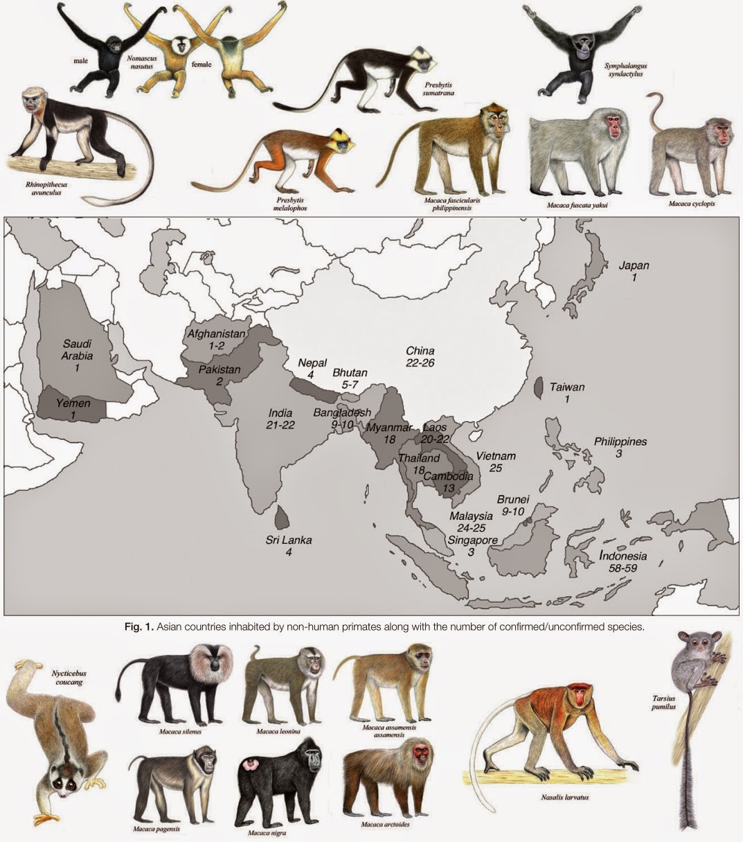 Asuntos de familia. Los Primates.