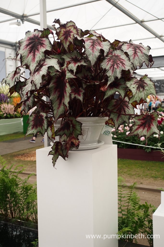 Всё о бегониях и не только...: Begonia rex 'Silver Spirit'