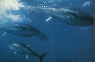 Peixe Albacora (Thunnus alalunga)