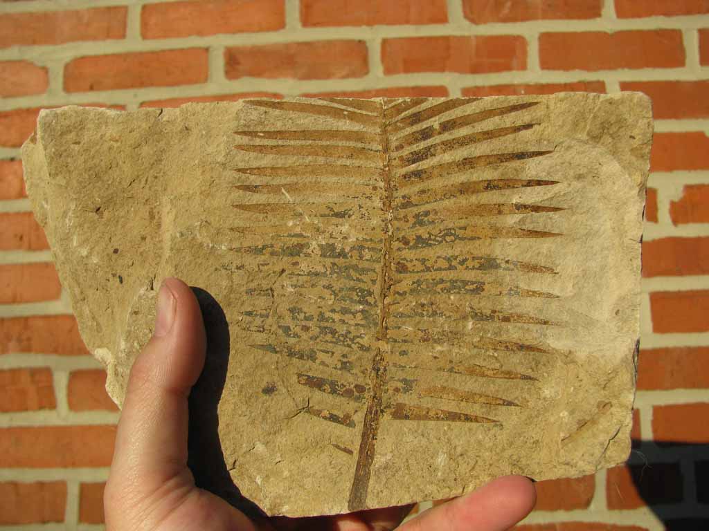 Views of the Mahantango: Zamites feneonis fossil cycad from France