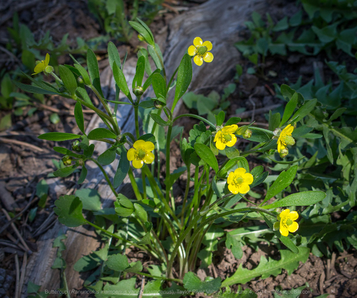 Bosque Bill's Backroads: SW Colorado - June 2014 - Part 1