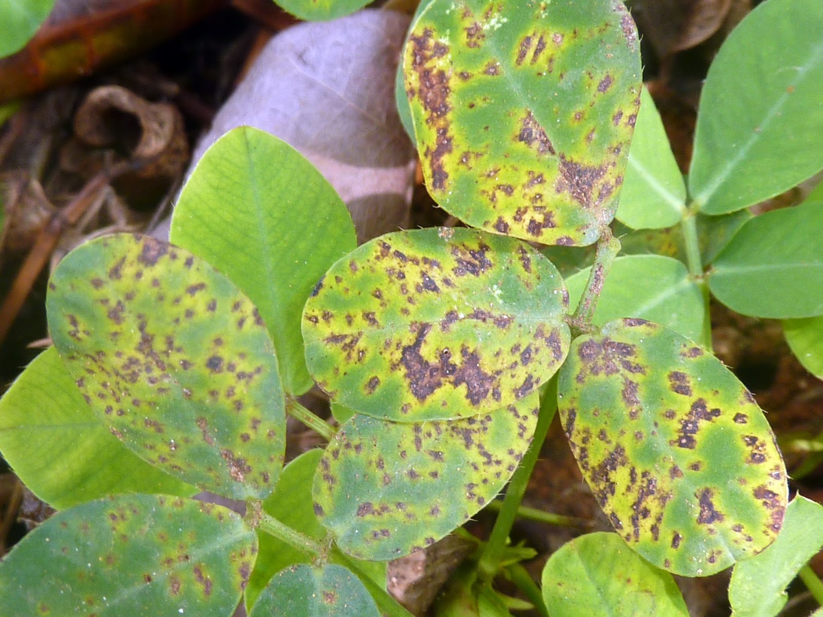 AGROCIENCIA PANAMENSIS: La Roya del Maní Forrajero, Arachis pintoi ...