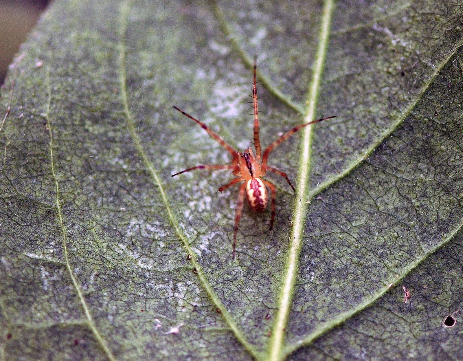 Field Biology In Southeastern Ohio A Few More Ohio Spiders