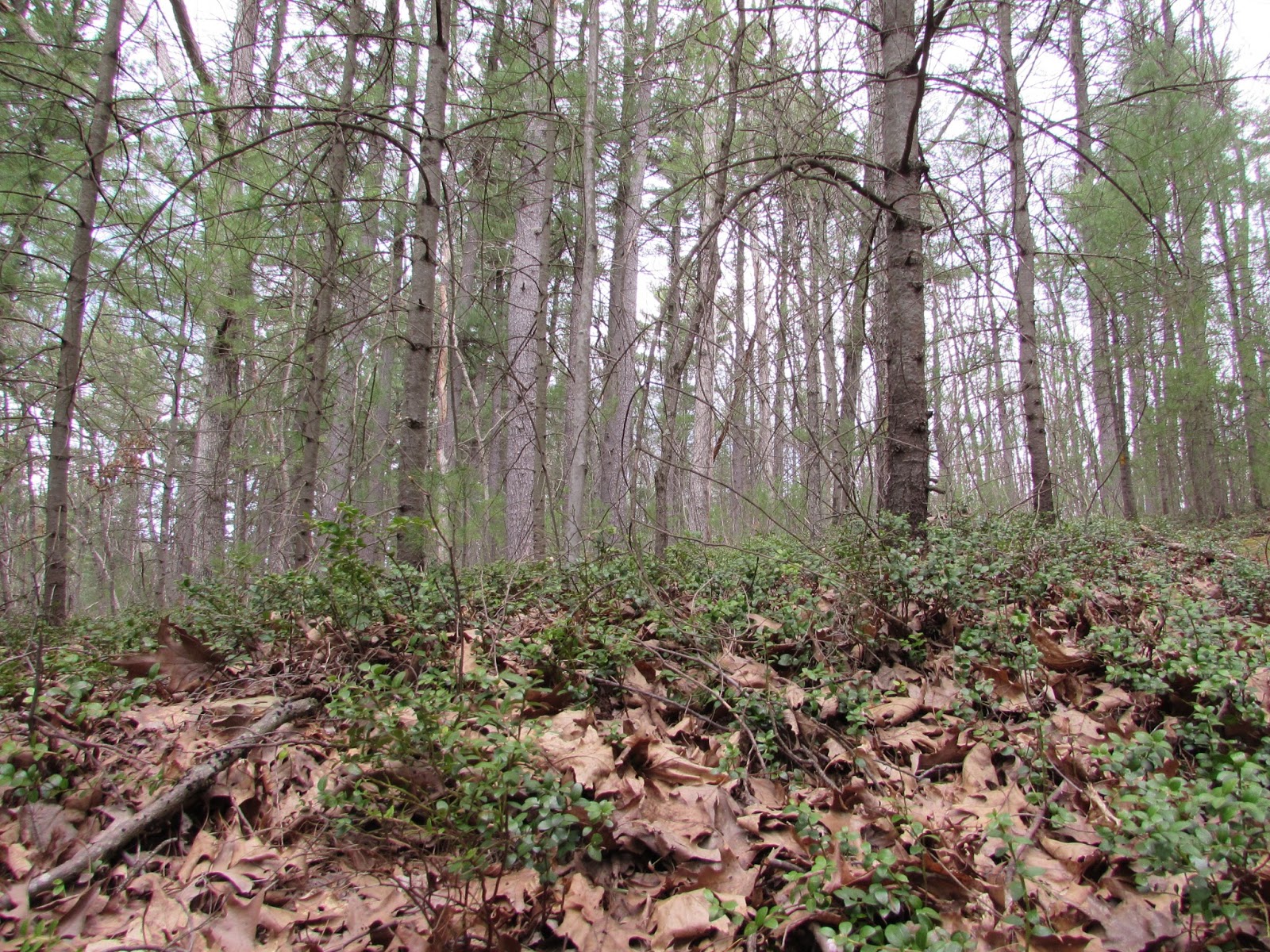 One of the World's Oldest Organisms: Hoverter & Sholl Box Huckleberry ...