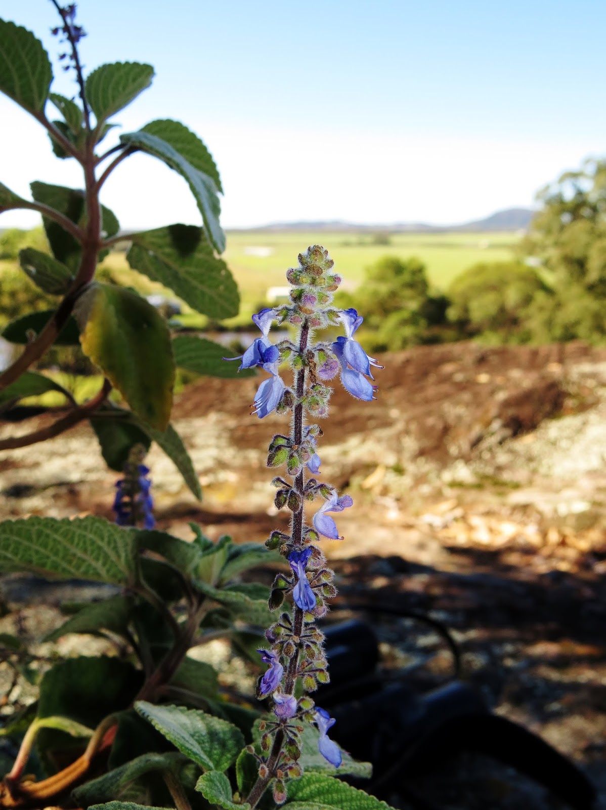 Suburb Guide: Maroochy River