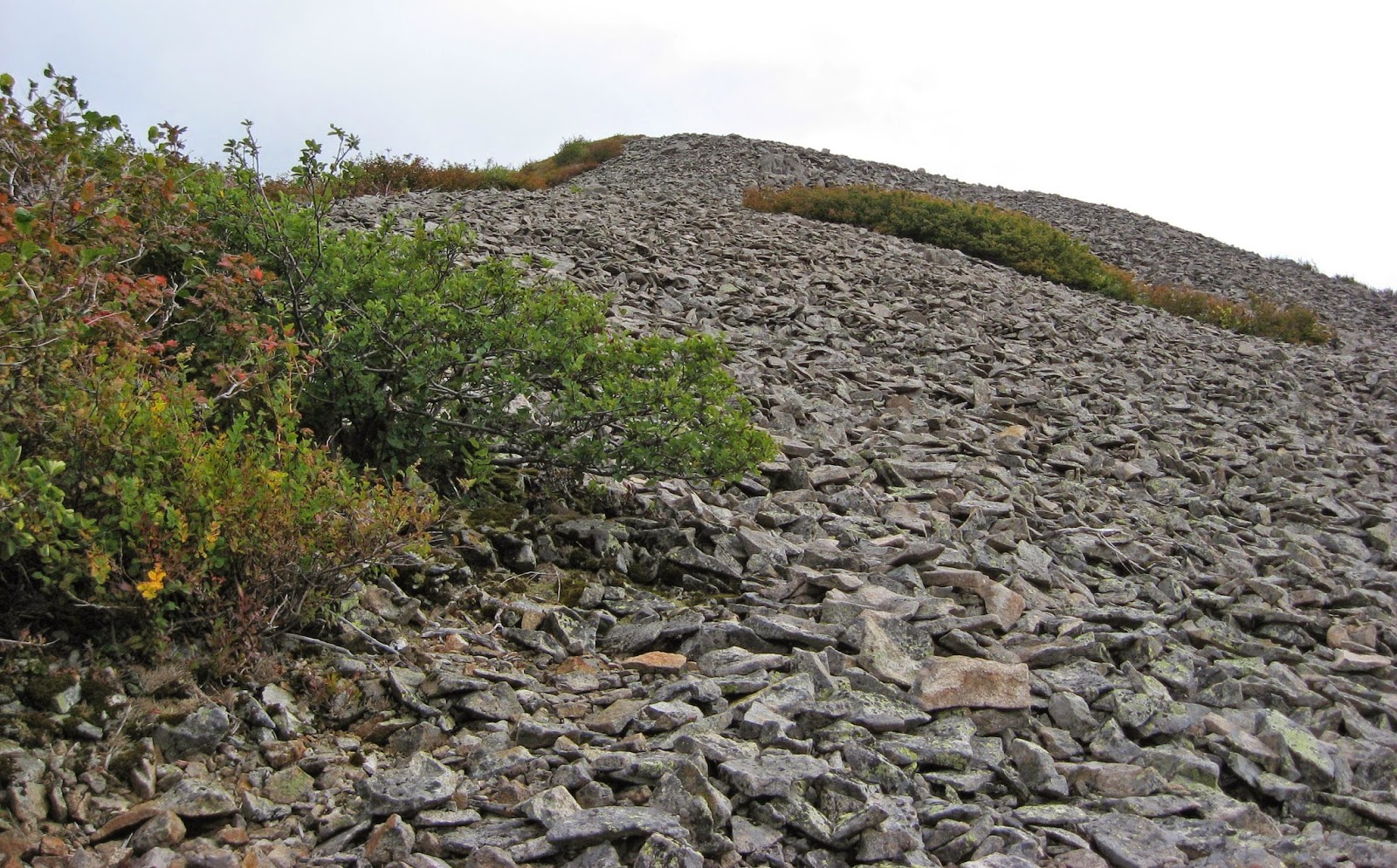 NWflora: Little Baldy Indian Pit hike