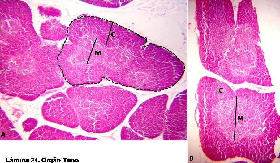 Histologia Animal: Sistema Linfático