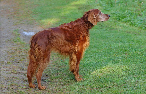 Dog Wallpaper: Irish Setter Hunting Dogs desktop wallpaper