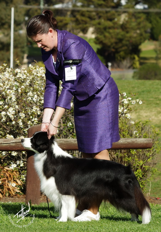 TraffordPhotos - Australian Dog Show Photos: September 2014