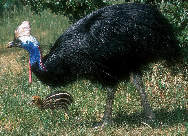 EKOGEO: KASUARI : UNGGAS RAKSASA DARI INDONESIA TIMUR