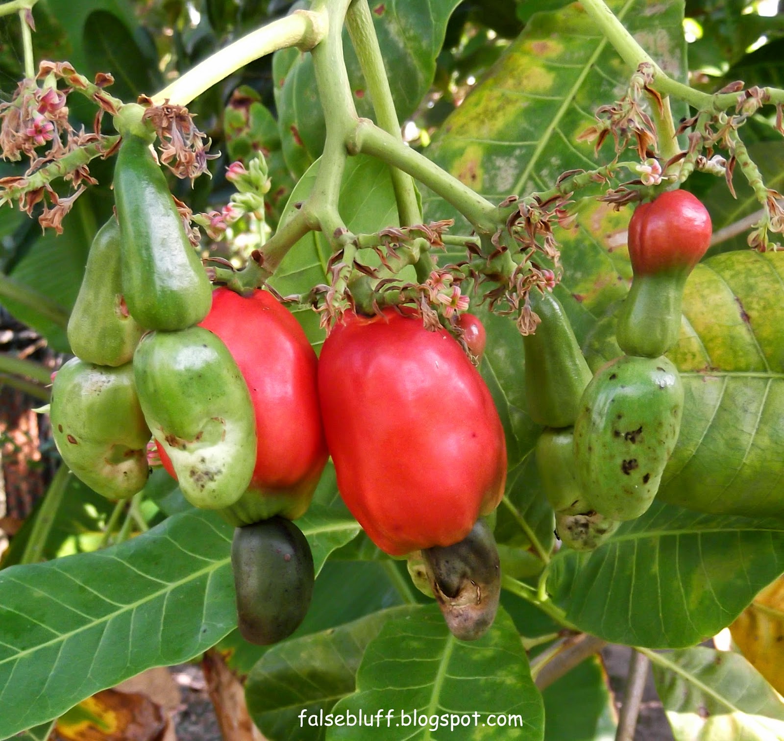 FALSE BLUFF NICARAGUA: Patagonia and the cashew flower