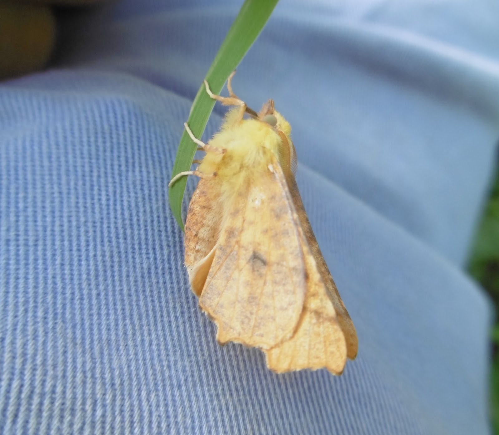 Martin's Moths: Chicken moth - and friends