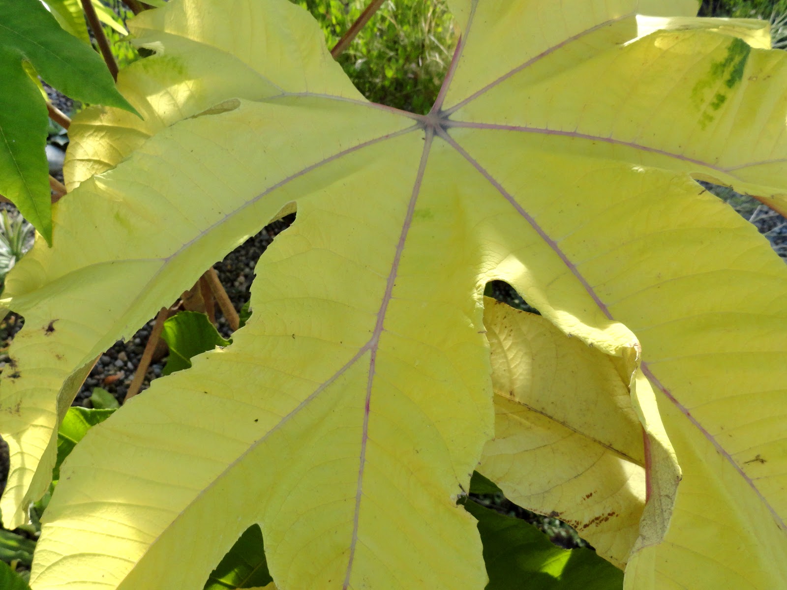 danger garden: Big leaves, no color