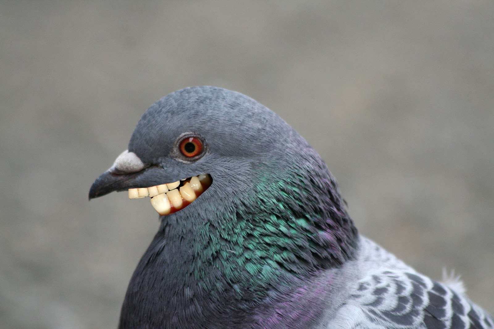 La Strana Coppia e il piccione