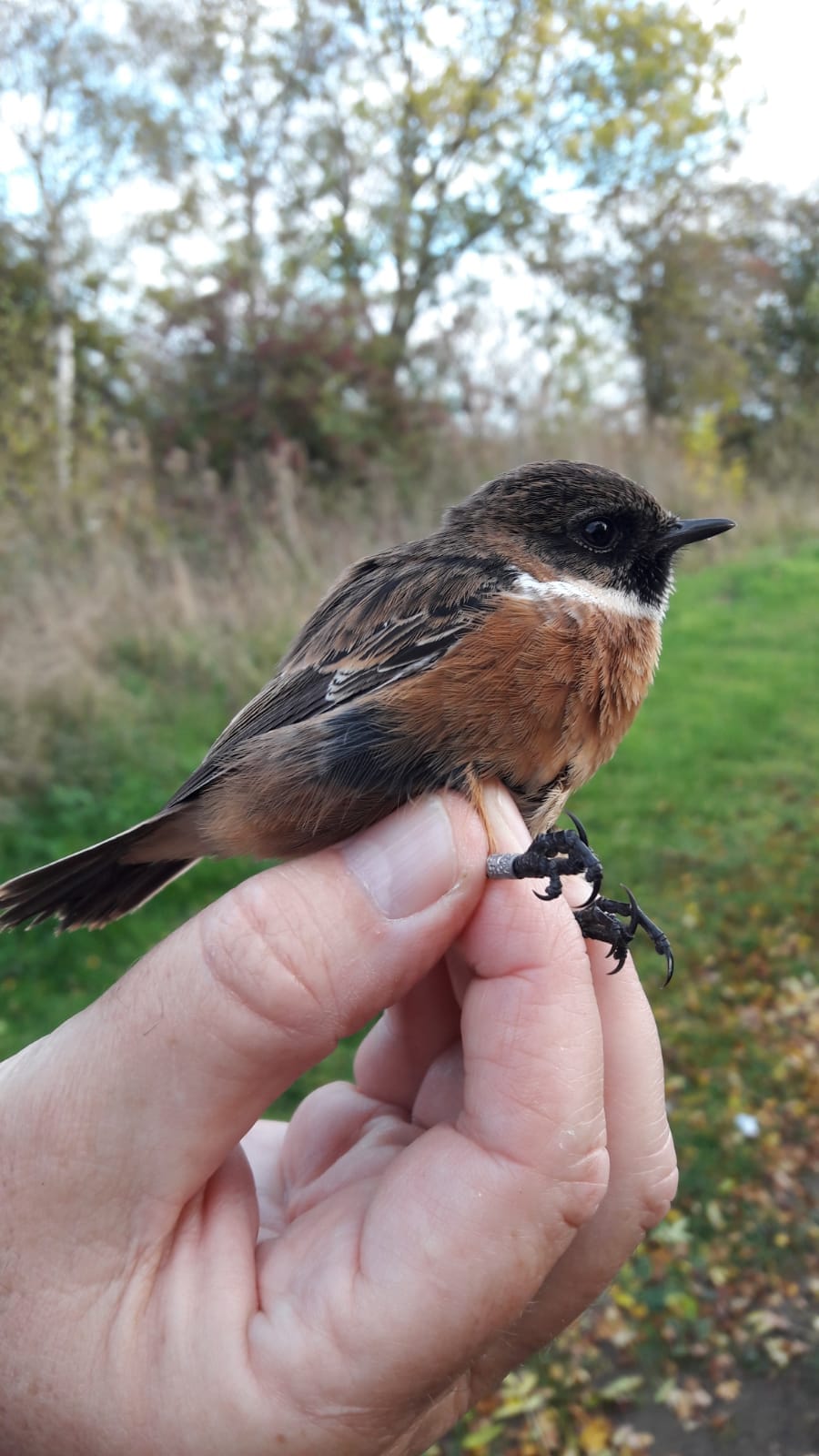 Stanford Ringing Group Blog: 2018