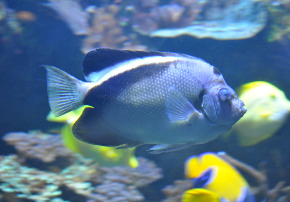 ZOOTOGRAFIANDO (6.100 ANIMALS): PEZ ÁNGEL DE GRIFFIS (Apolemichthys ...