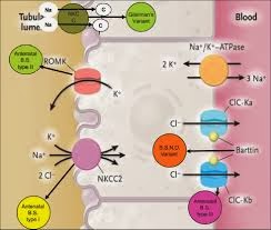 Medical Treatment Pictures-for Better Understanding: Bartter Syndrome