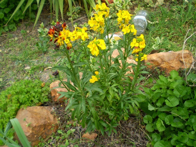 Jardín, Reciclaje y más: Alhelíes florecidos